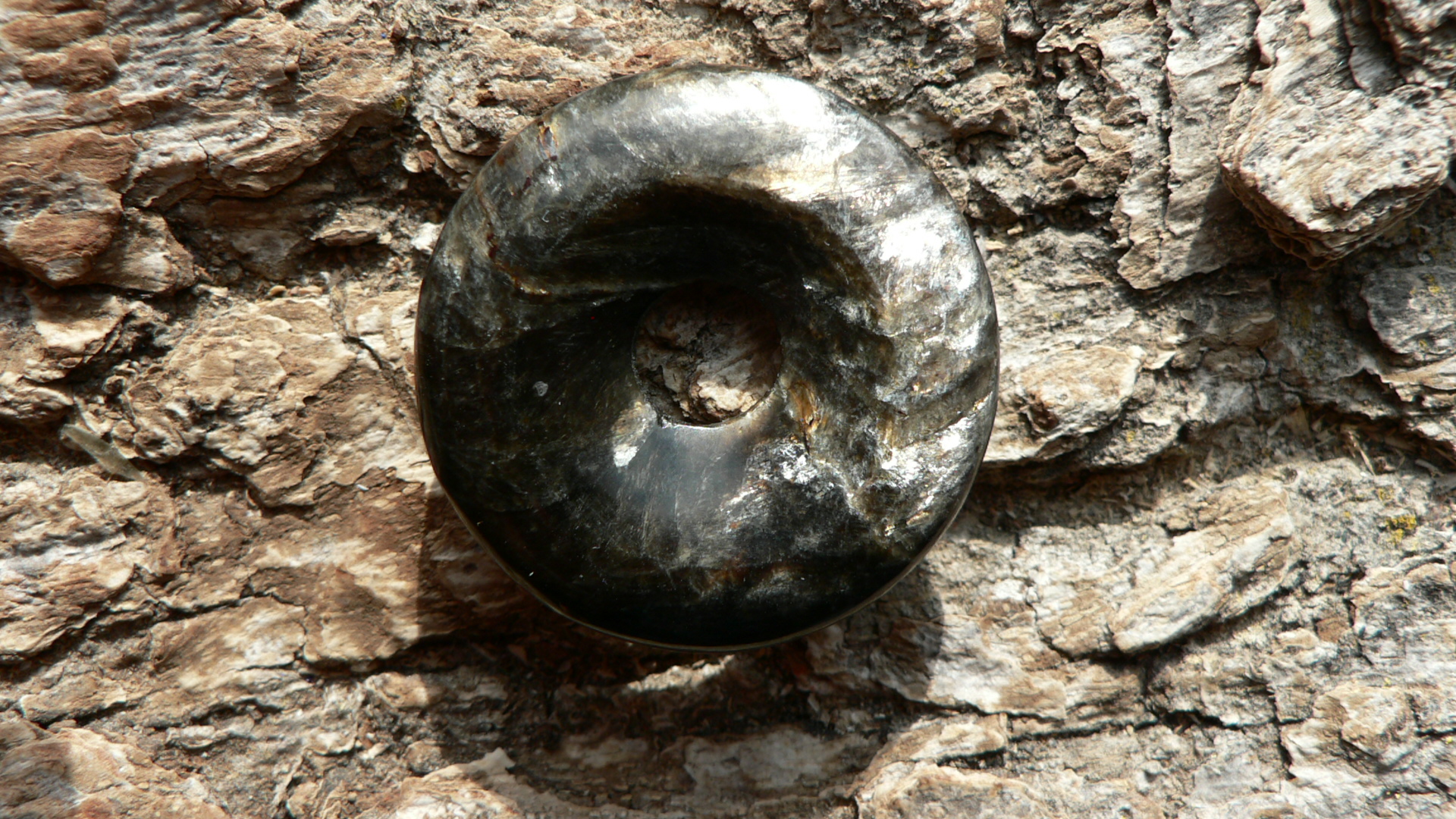 MusKa025 Donut Muskovit Glimmer 30mm AA incl. LB - Wandelbars Steinewelt