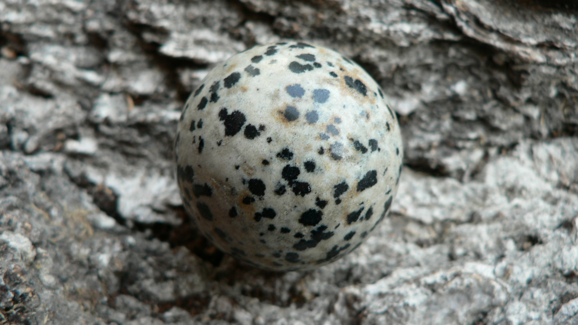 DalKu04 Kugel Dalmatinerstein (Aplit) 30mmm - Wandelbars Steinewelt